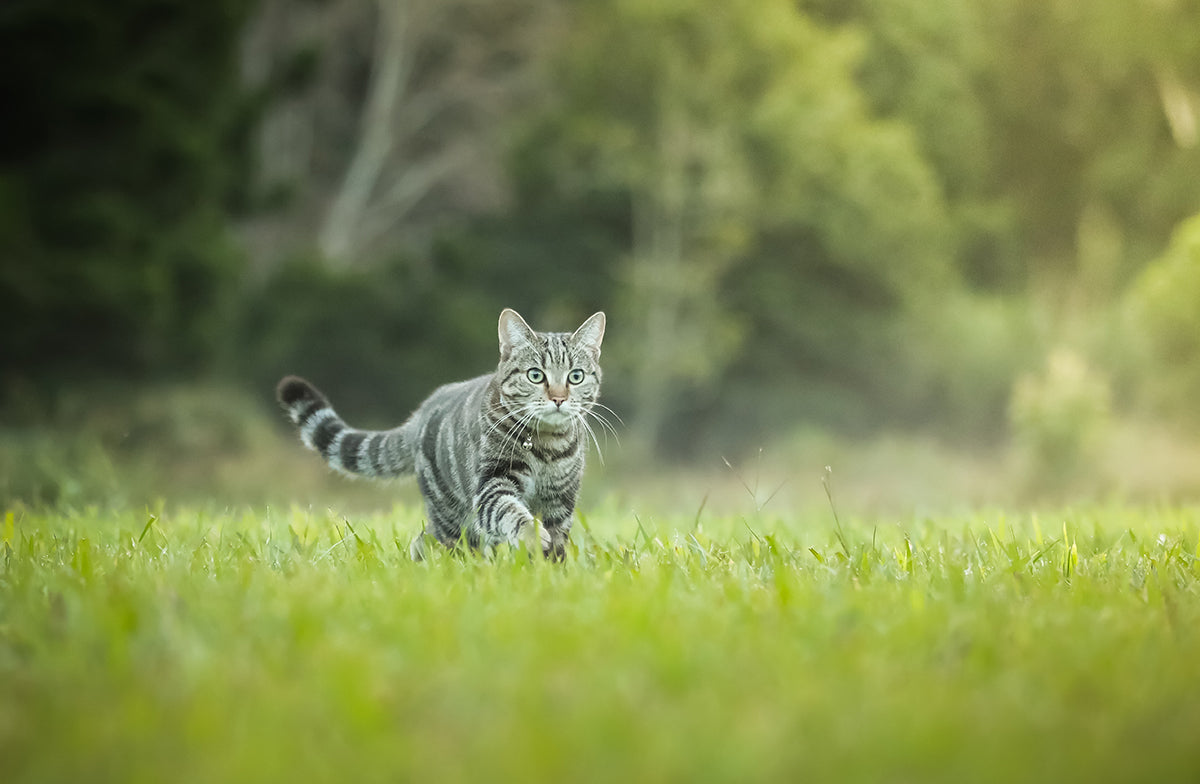 Antinol for Cats – Antinol New Zealand